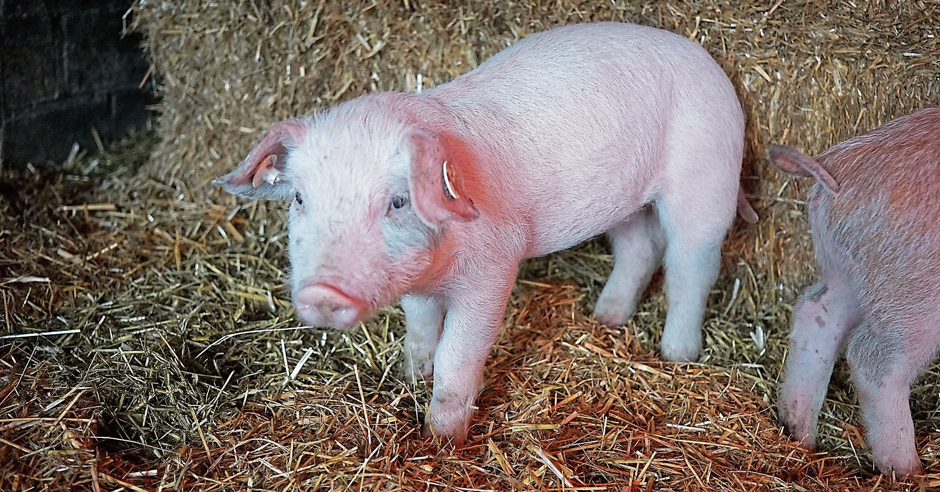 Was Schwein Frieda uns lehrt | KirchenZeitung für das Bistum Aachen